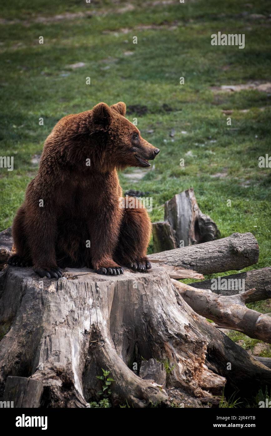 Sitting on a log after tiring play. Pairia Daiza, Belgium: THESE FUNNY ...