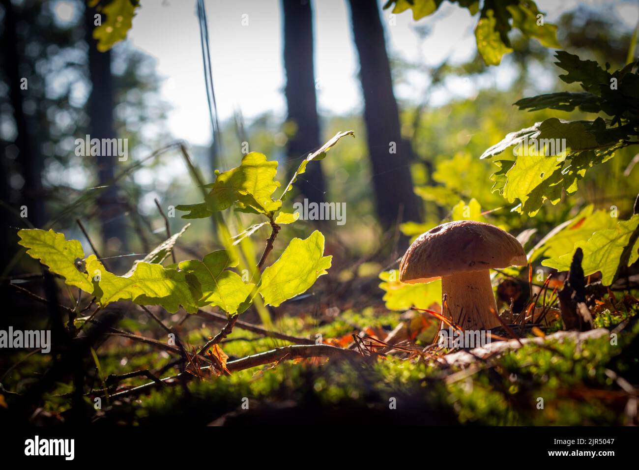 Season porcini mushroom growing in wood. Autumn season pick up ...