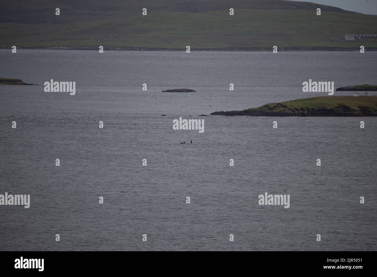 Orca or killer whale (Orcinus orca), distant views, Olaberry, North ...