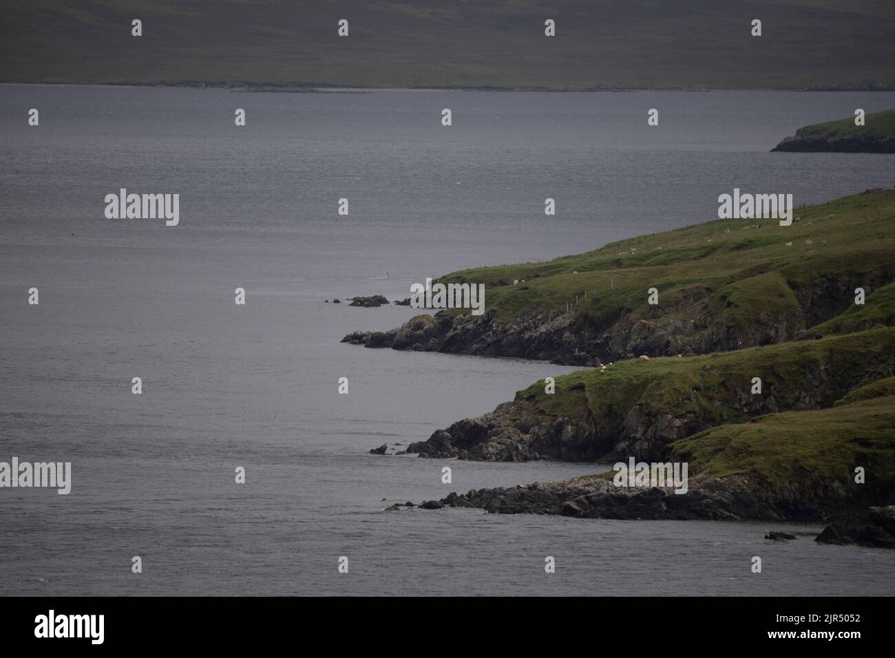Orca or killer whale (Orcinus orca), distant views, Olaberry, North ...