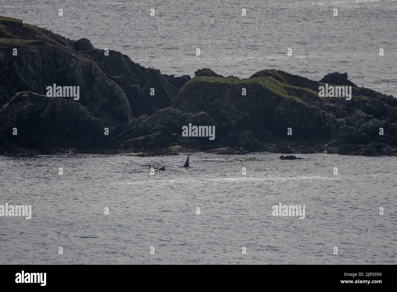 Orca or killer whale (Orcinus orca), pod in the Bay of Scousburgh ...