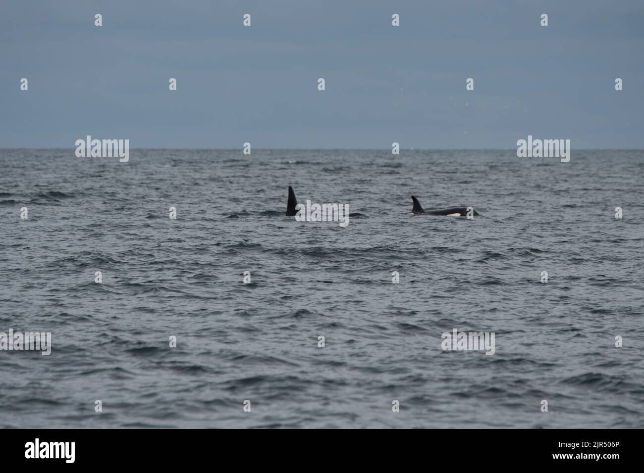 Orca or killer whale (Orcinus orca), pod moving through Mousa Sound ...