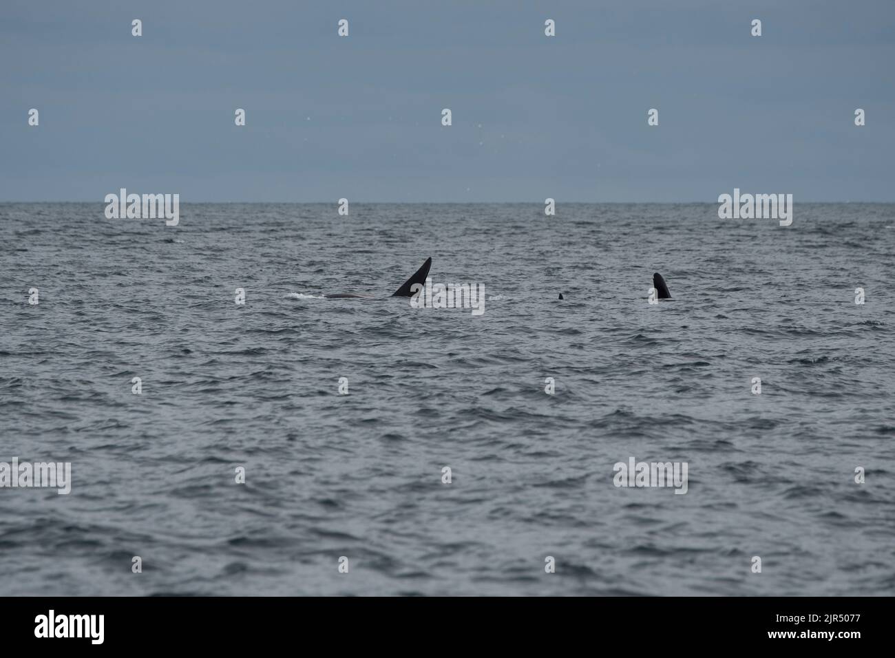 Killer whale and scotland hi-res stock photography and images - Alamy