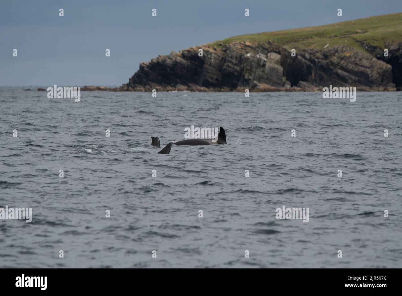 Orca or killer whale (Orcinus orca), pod moving through Mousa Sound ...