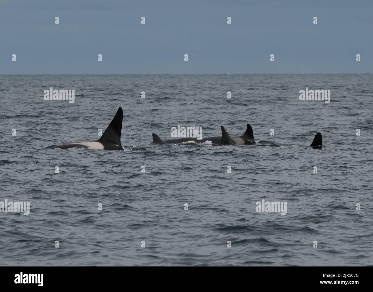 Orca or killer whale (Orcinus orca), pod moving through Mousa Sound ...