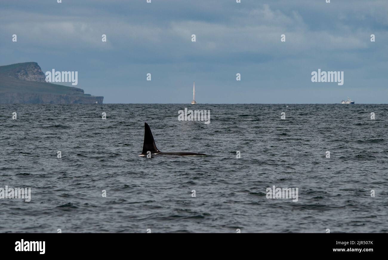 Orca or killer whale (Orcinus orca), pod moving through Mousa Sound ...