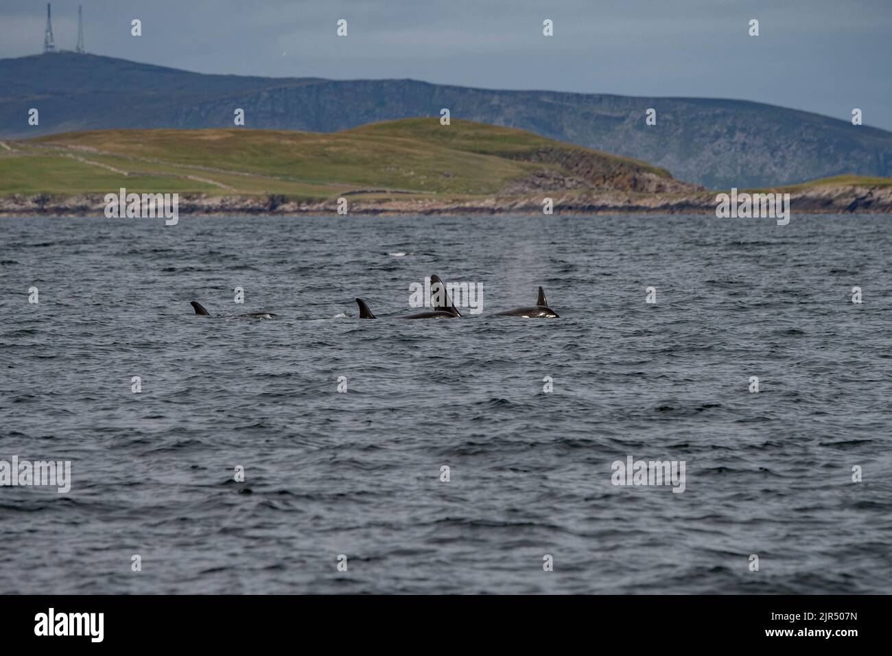 Orca or killer whale (Orcinus orca), pod moving through Mousa Sound ...