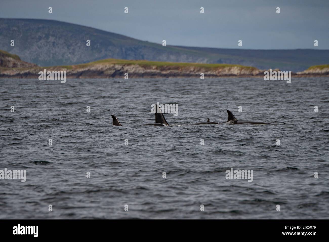 Orca or killer whale (Orcinus orca), pod moving through Mousa Sound ...