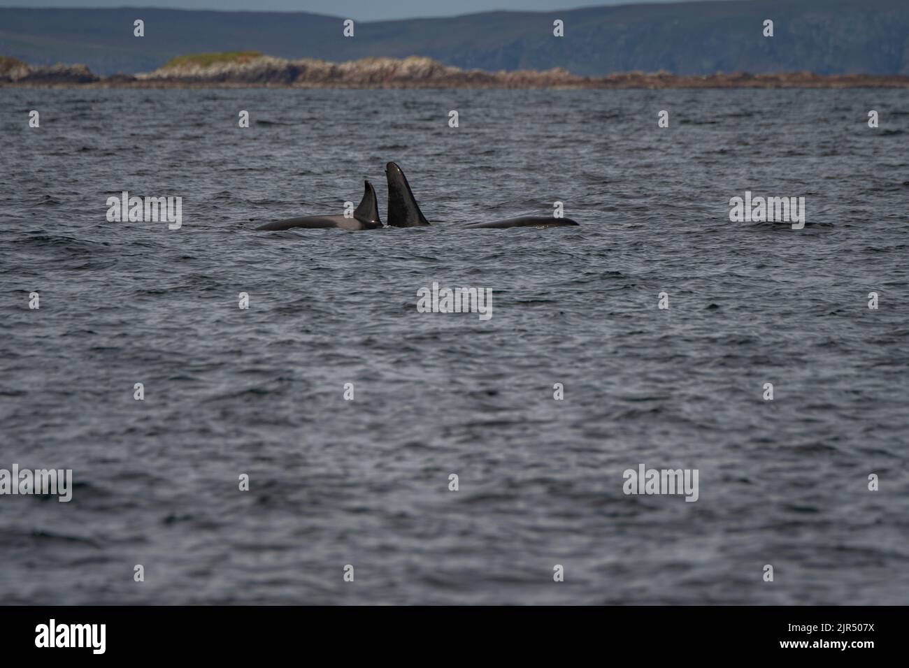 Orca or killer whale (Orcinus orca), pod moving through Mousa Sound ...