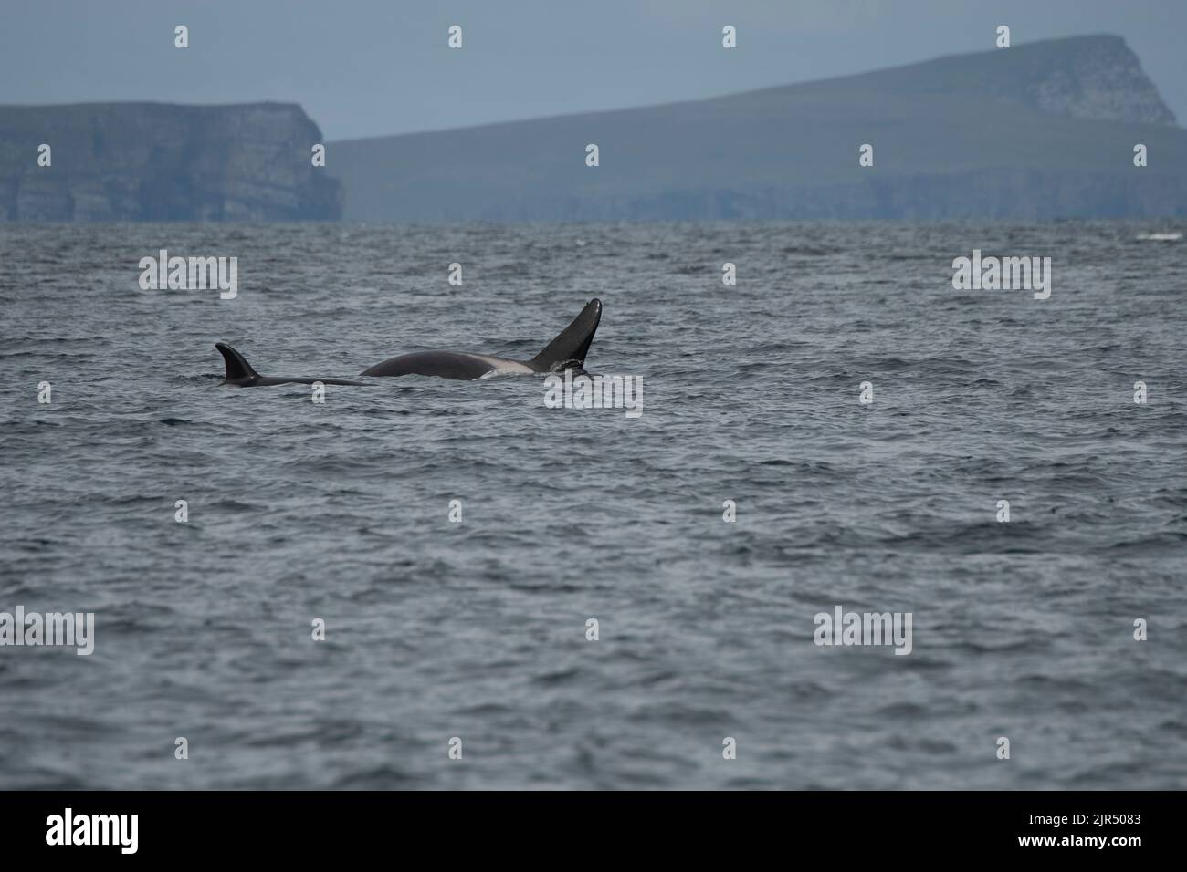 Orca or killer whale (Orcinus orca), pod moving through Mousa Sound ...