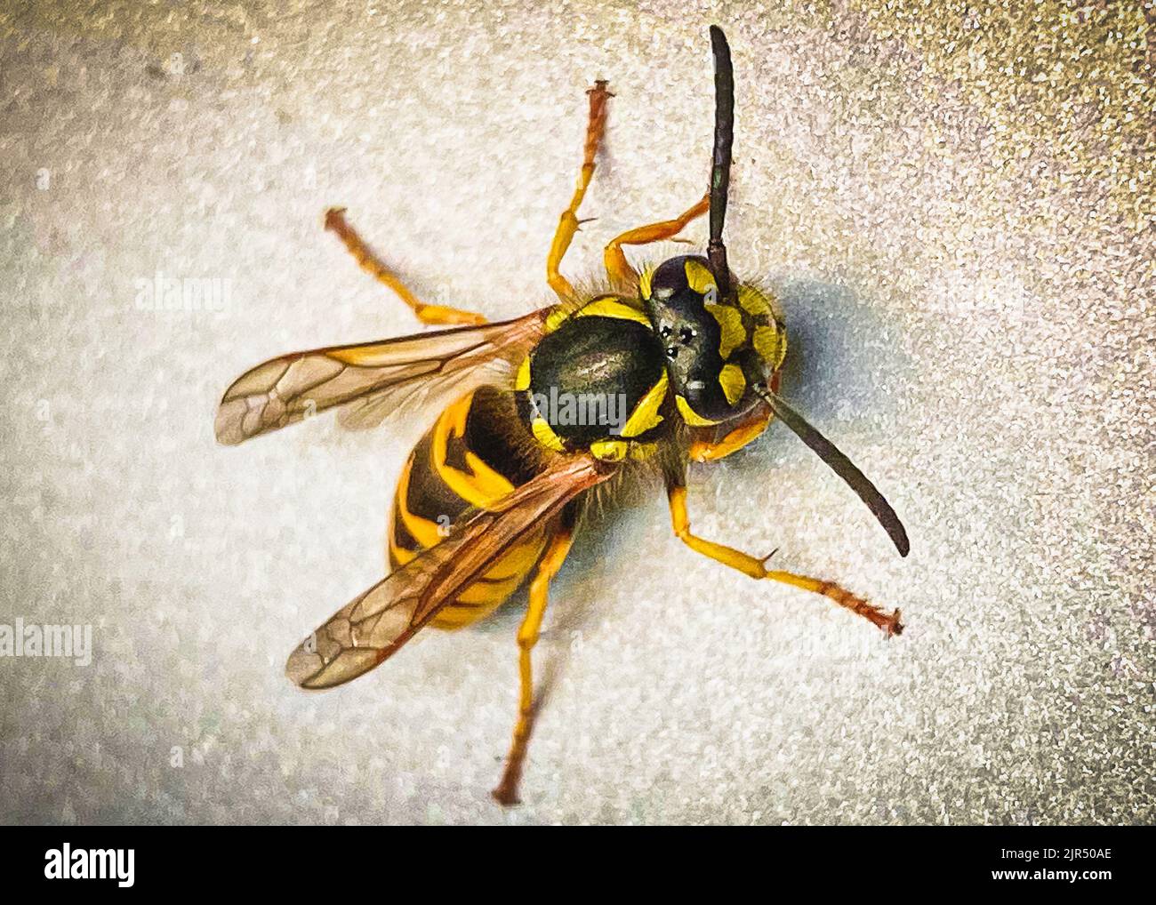 A wasp talking a break on the wall outside Stock Photo - Alamy