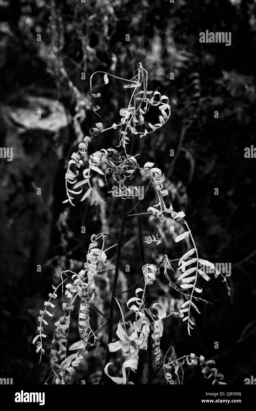 A grayscale of evergreen tree leaves Stock Photo - Alamy