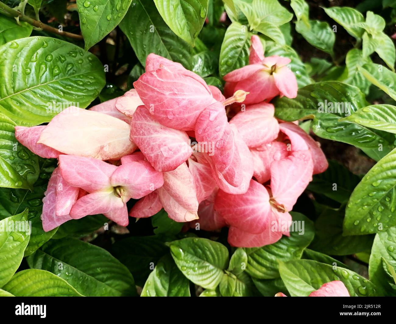 Pink paper fan flowers and plants Stock Photo - Alamy