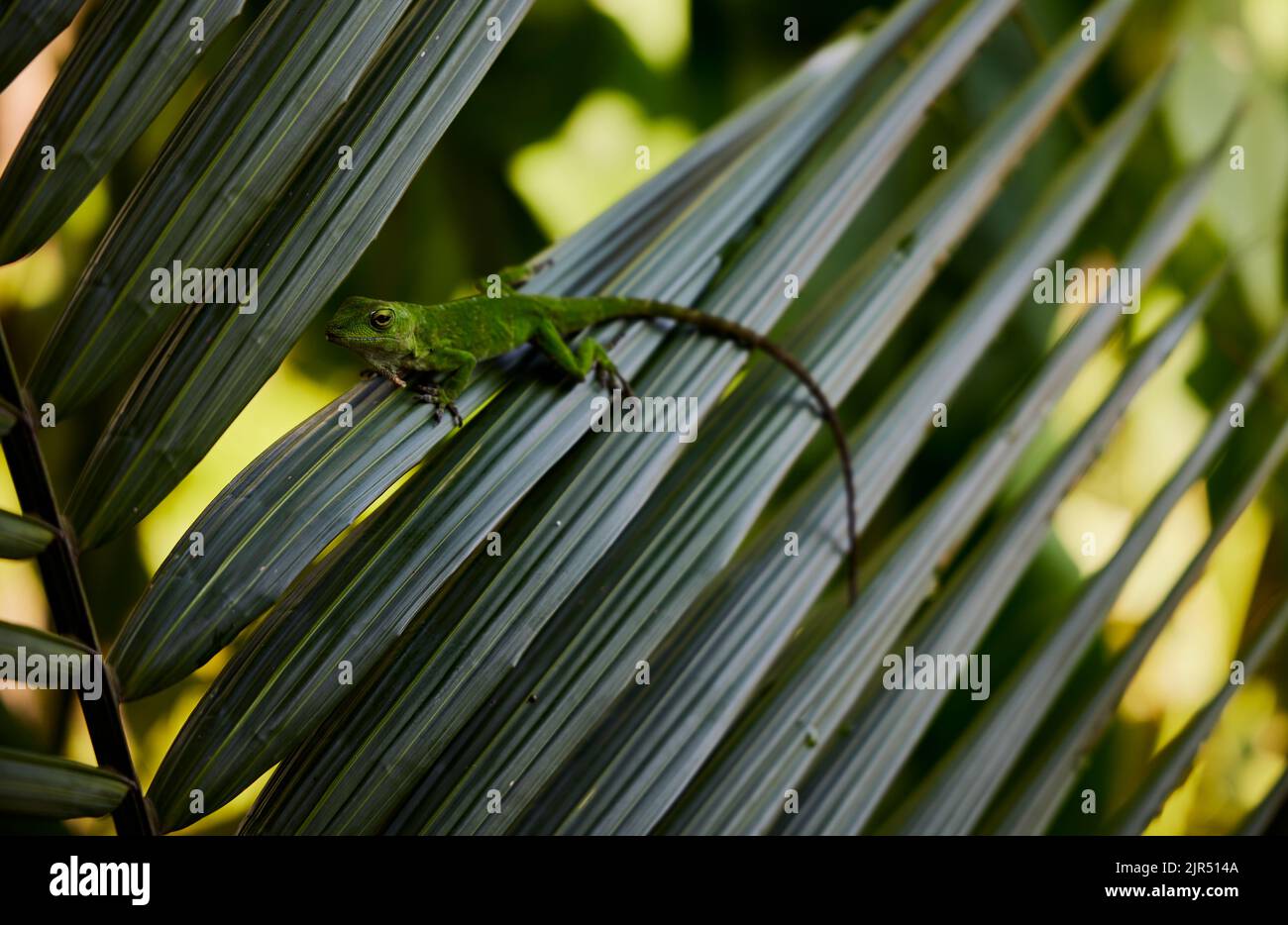 A closeup of Anolis biporcatus, also known as the neotropical green ...