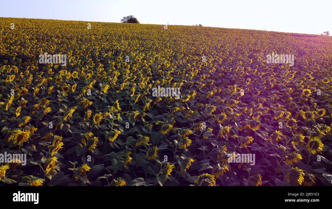 Aerial drone view flight over field with ripe sunflower heads at dawn ...