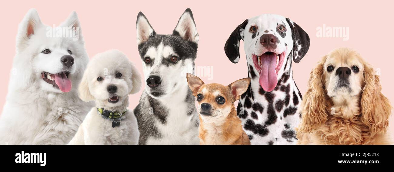 Cute different dogs on beige background Stock Photo - Alamy