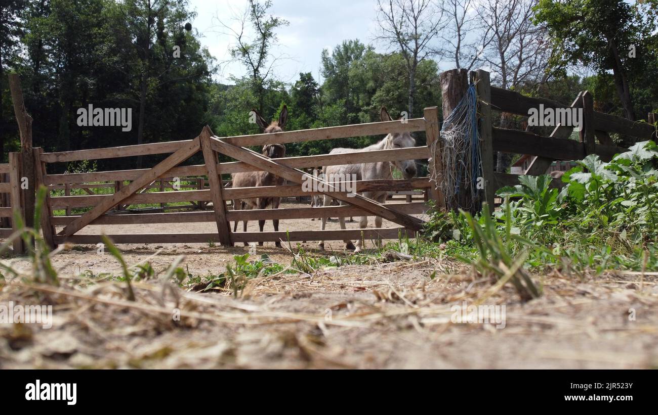 Two donkeys stand behind corral fence at donkey farm. Two muzzles of ...