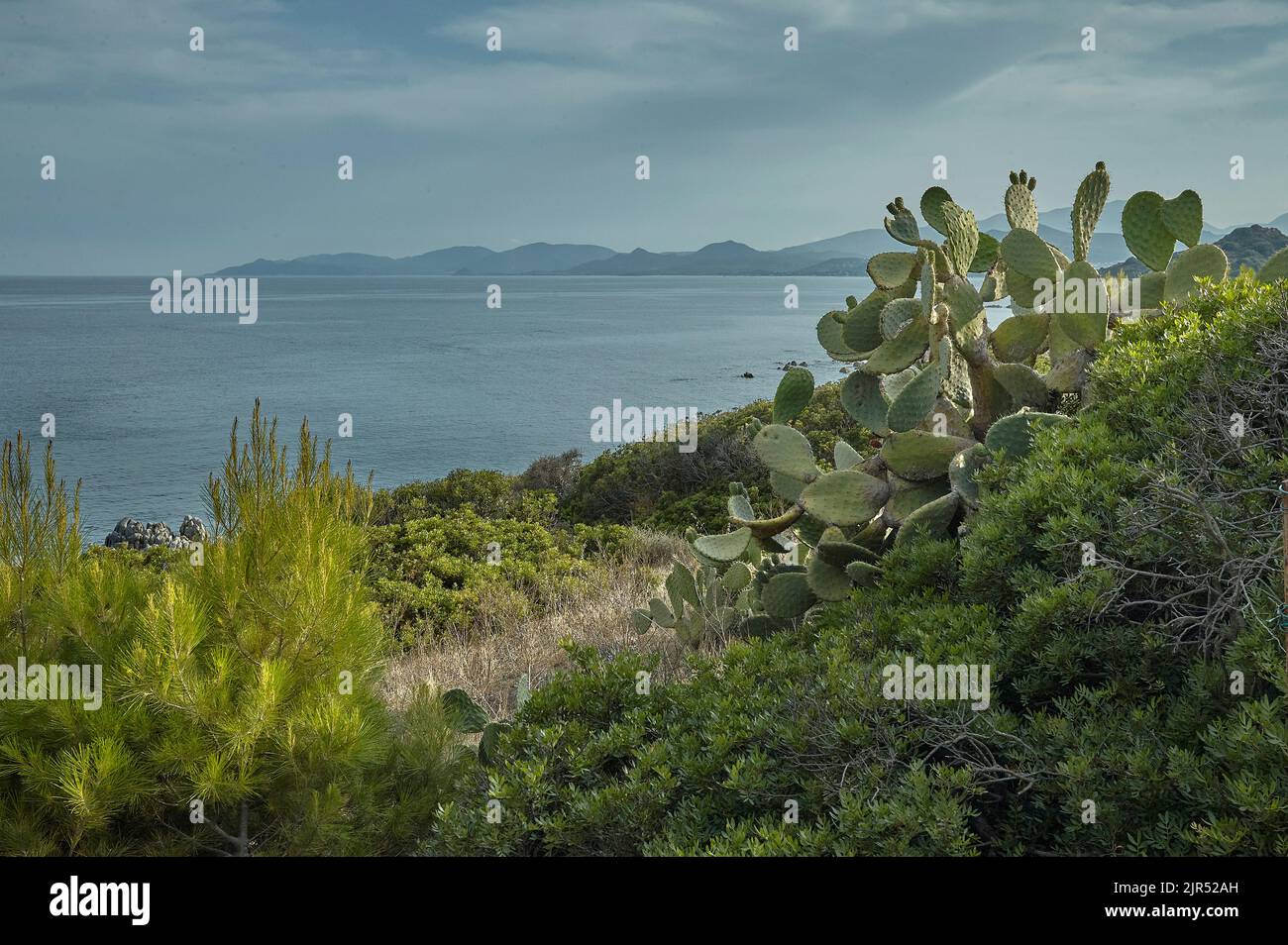 Prickly pears grow on the rocky walls of the southern coast of Sardinia ...