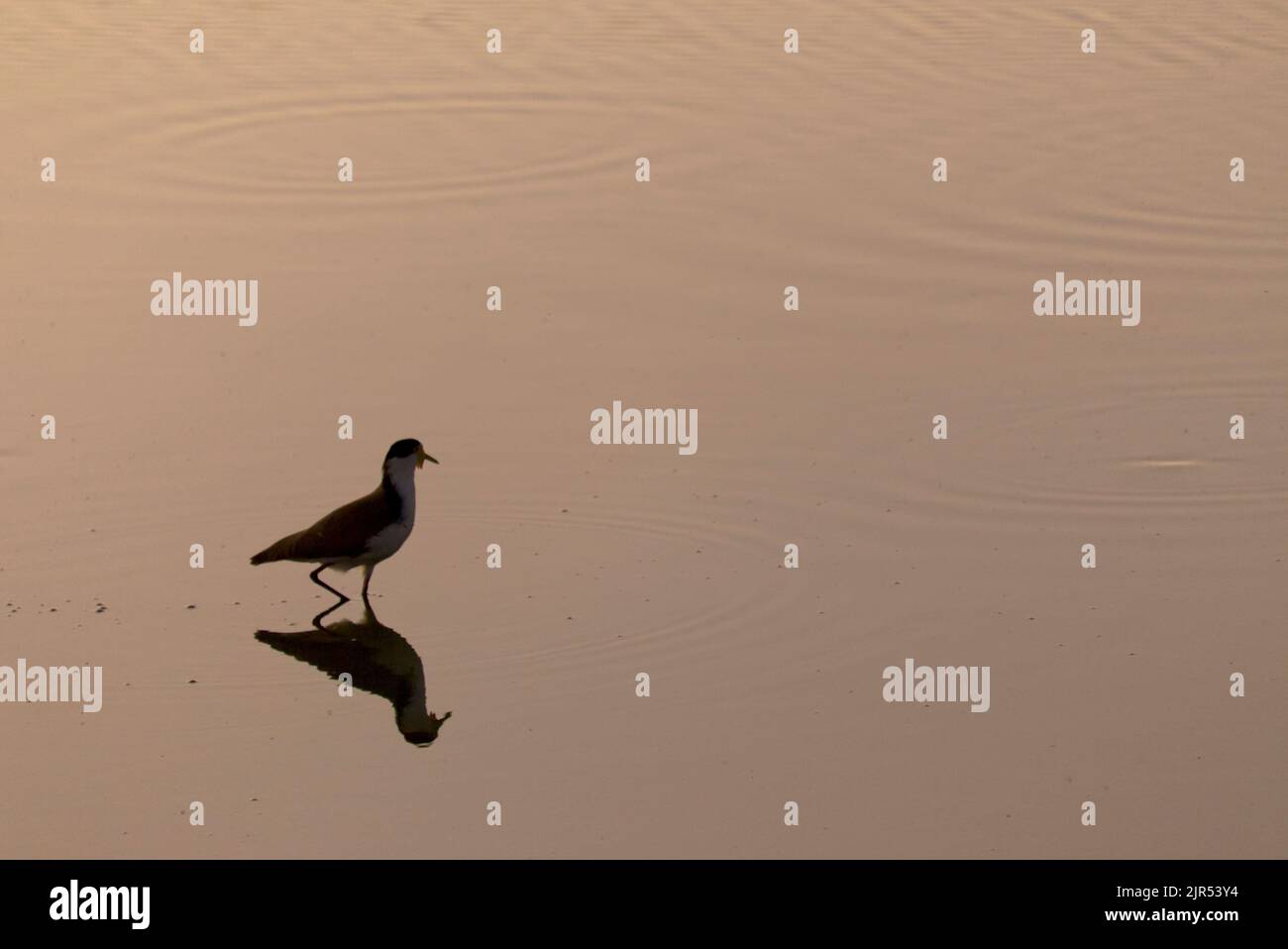 Golden Plover bird foraging in wetlands at Gladstone Queensland ...