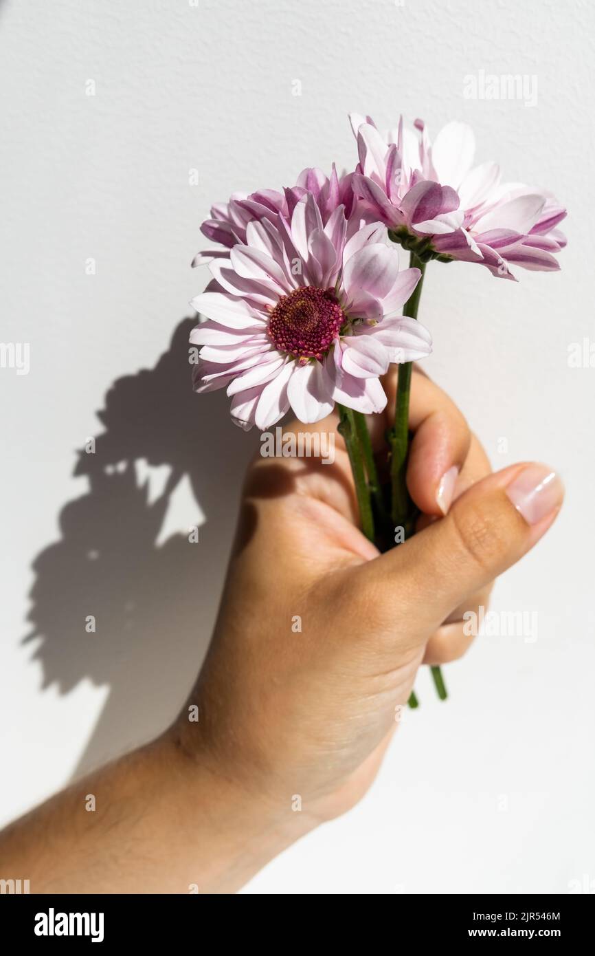Bouquet of chrysanthemum flower in the hand on the white background ...