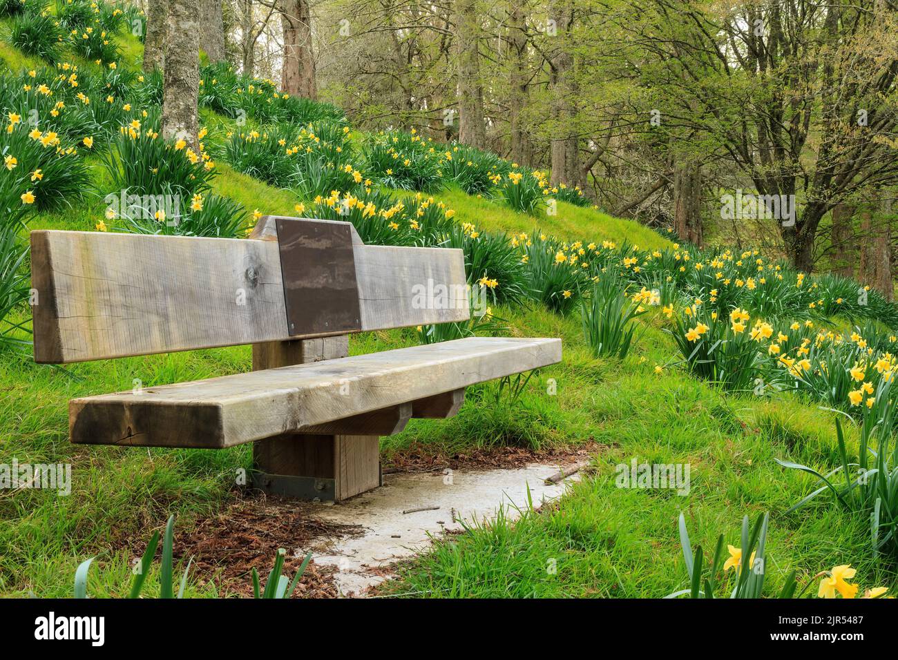 A park bench in a woodland, surrounded by beautiful yellow daffodils ...