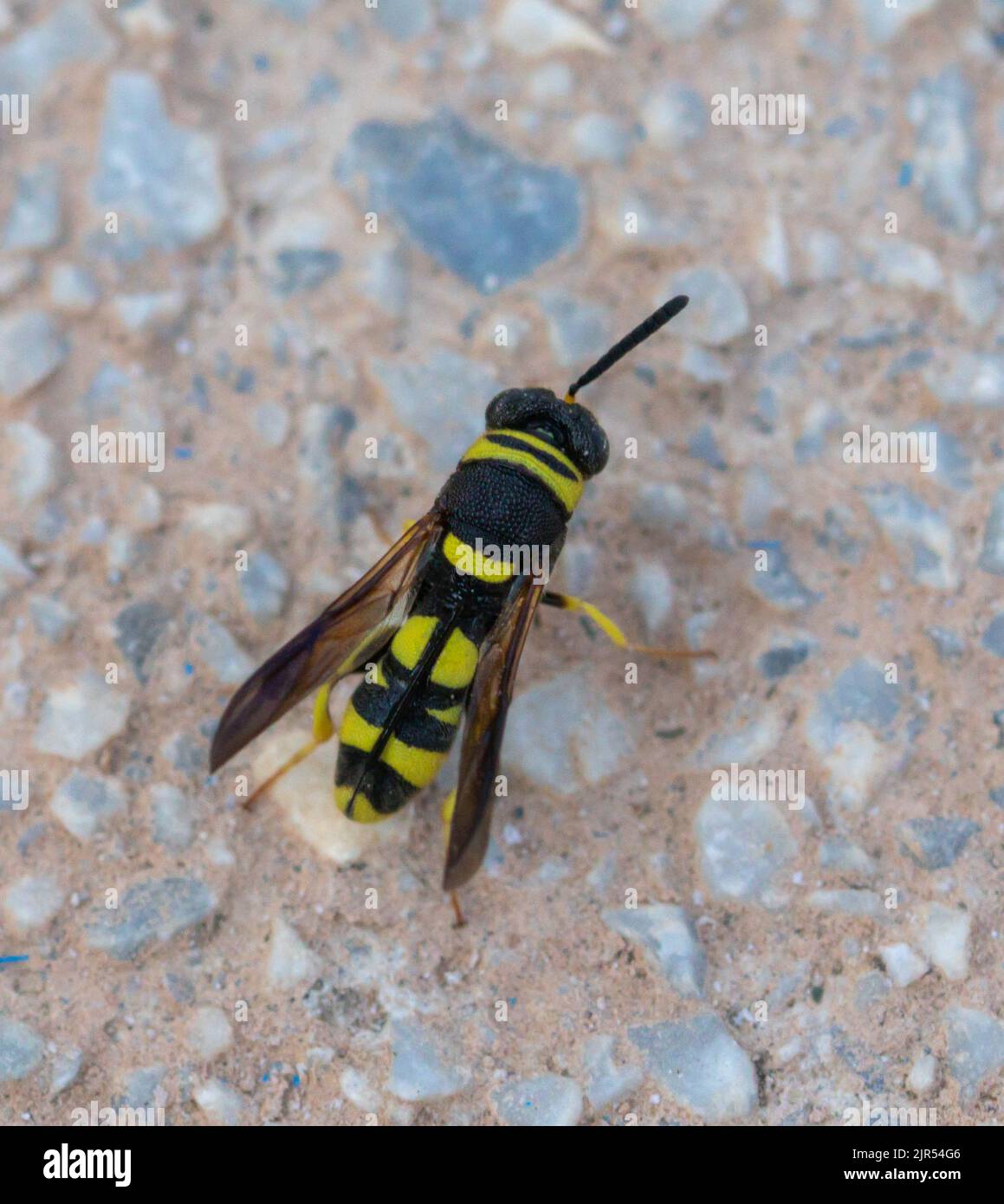 Leucospis dorsigera Wasp Stock Photo - Alamy