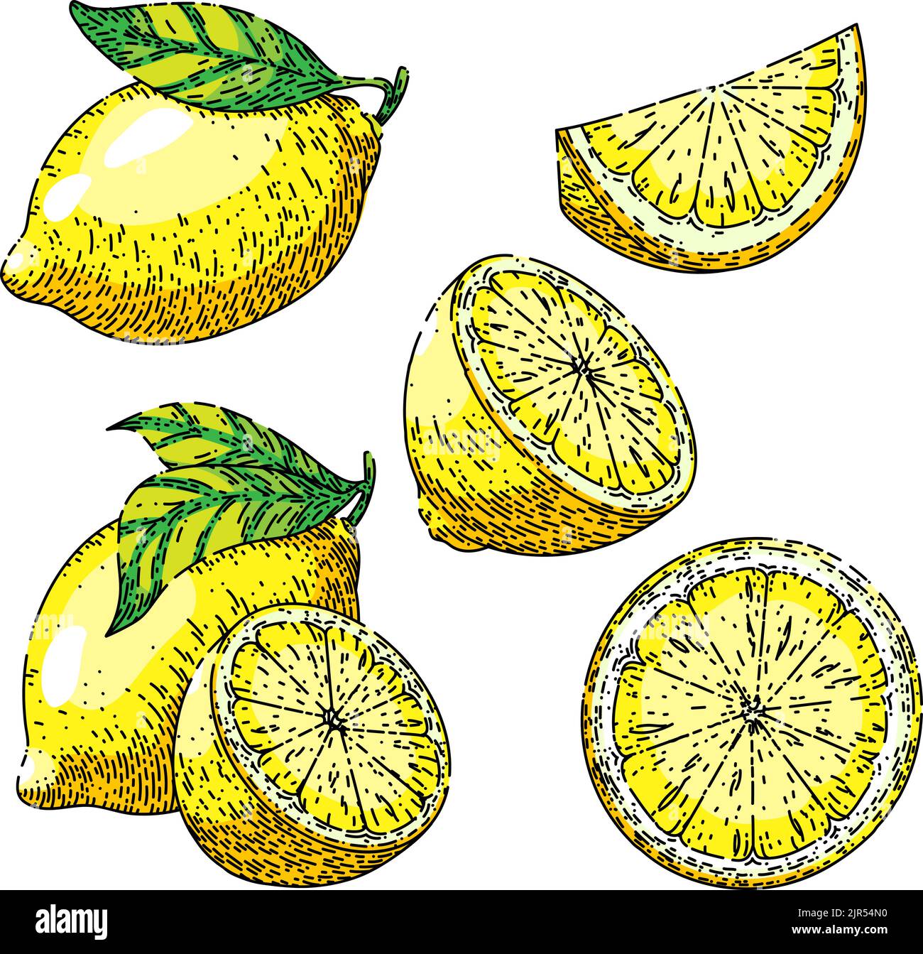 lemon yellow fruit set sketch hand drawn vector Stock Vector Image ...