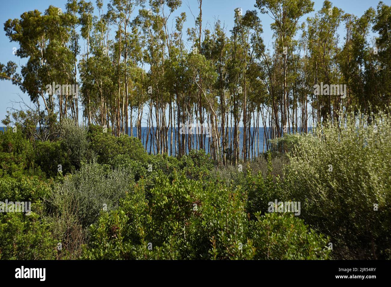 Texture of trees surrounded by the Mediterranean vegetation of southern ...