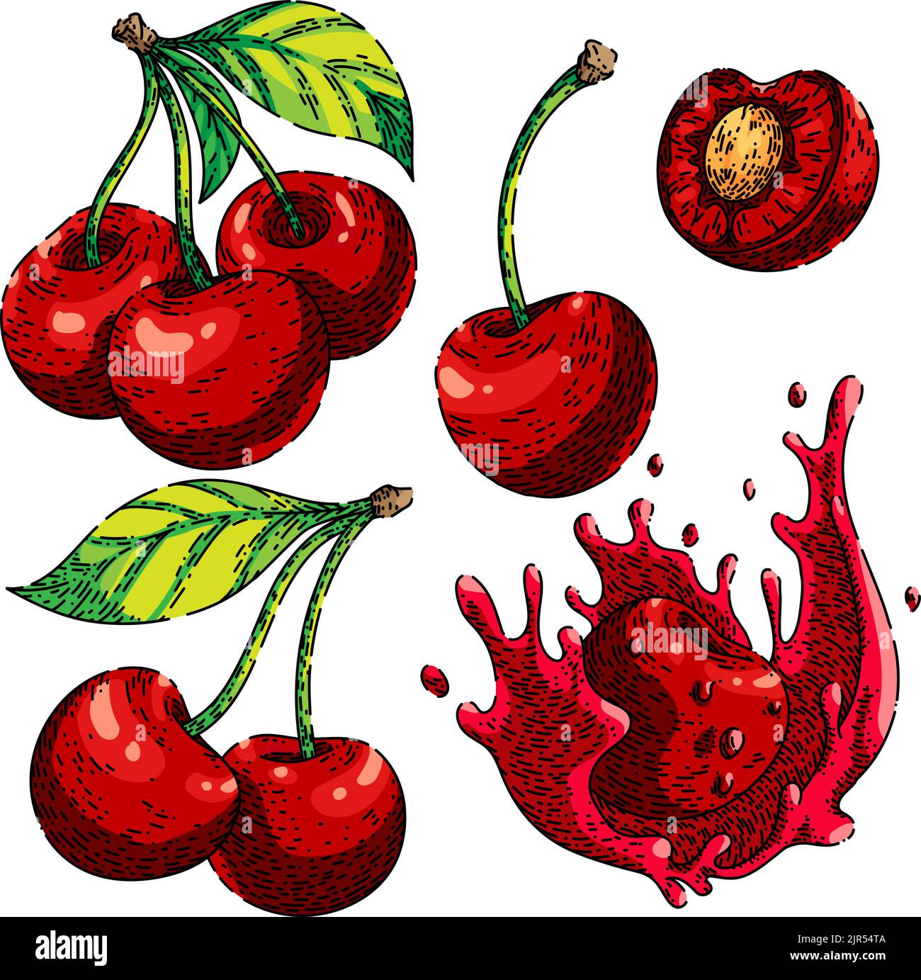 cherry red fruit set sketch hand drawn vector Stock Vector Image & Art ...