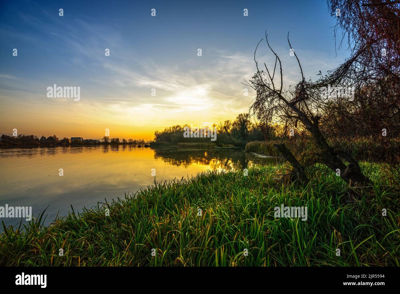 Light reflections on a tree hi-res stock photography and images - Alamy