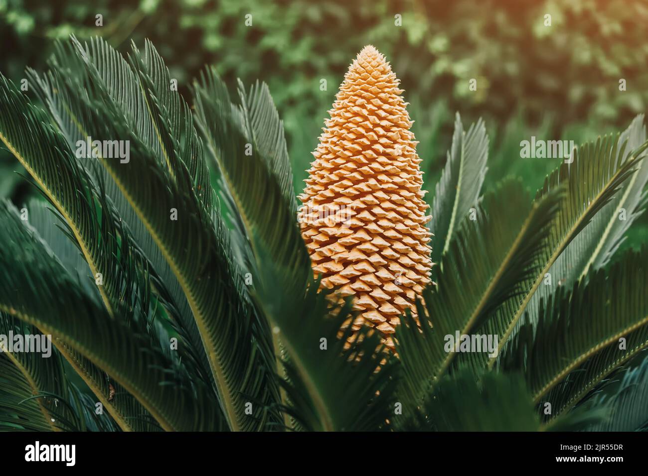 Sago Cycas palm bloomig in city park as ornamental and decoative plant ...