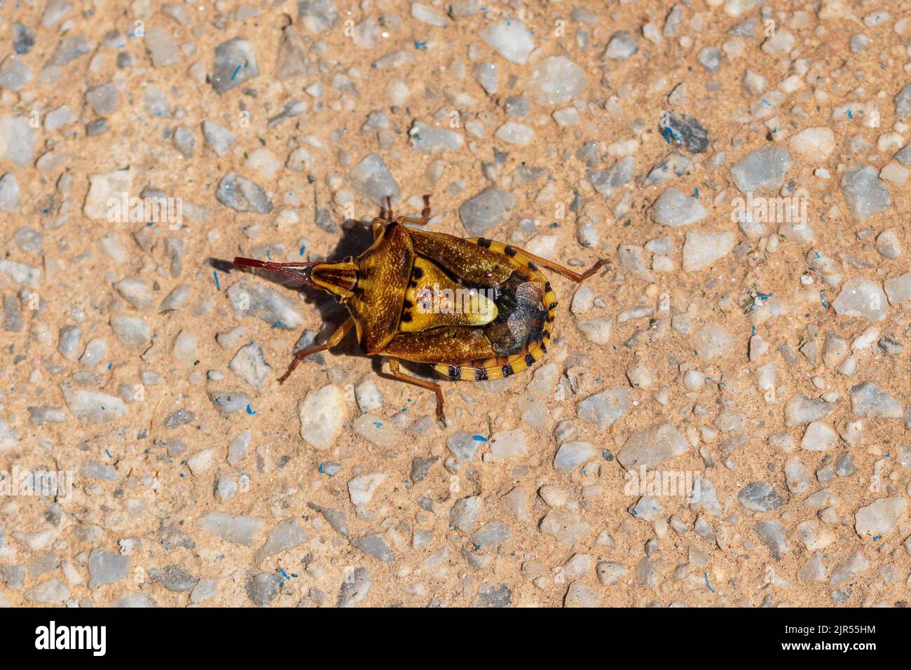 Codophila varia, Shield Bug Stock Photo - Alamy