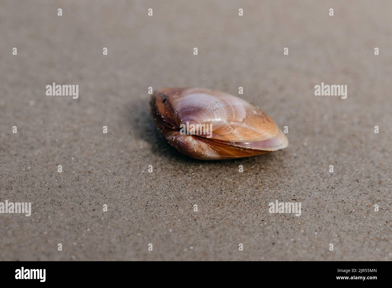 Mya symbol hi-res stock photography and images - Alamy