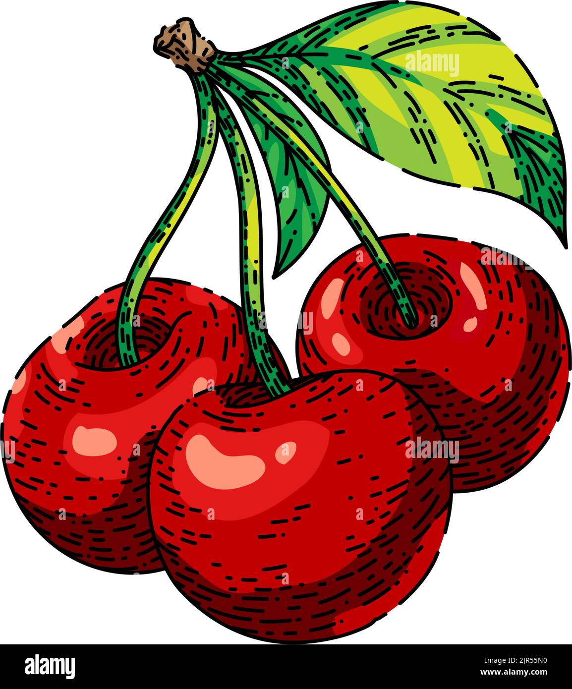 cherry branch sketch hand drawn vector Stock Vector Image & Art - Alamy