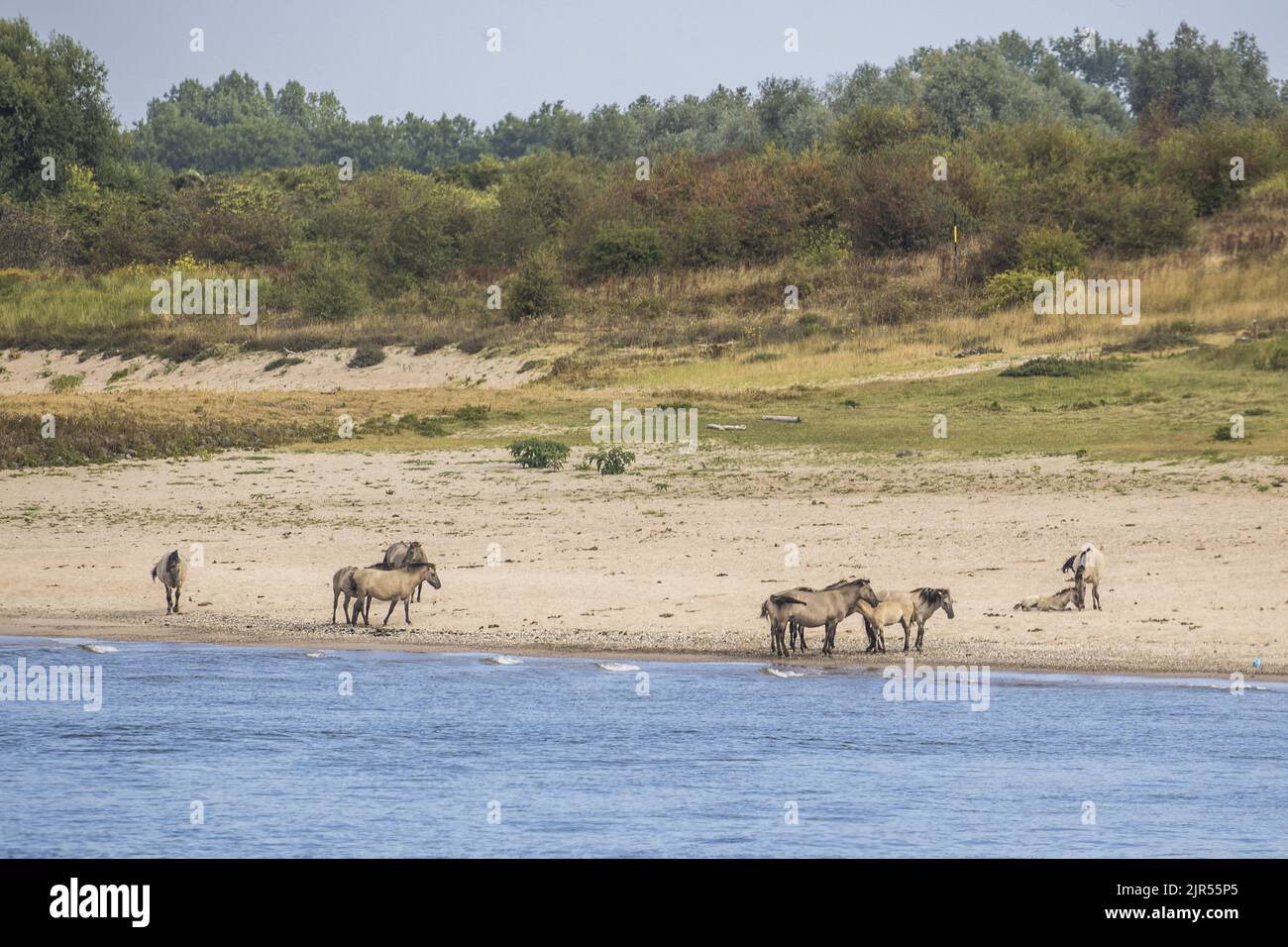 2022-08-22 10:16:56 LOBITH - Wild horses in the dry floodplain as seen ...