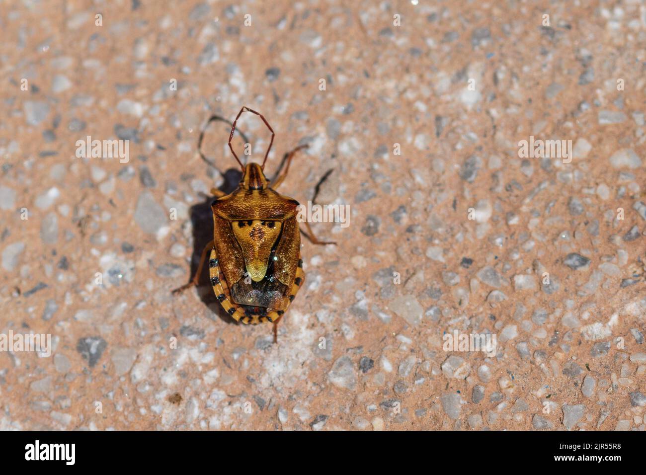 Codophila varia, Shield Bug Stock Photo - Alamy
