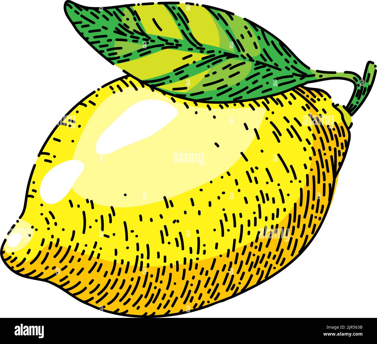 fresh lemon sketch hand drawn vector Stock Vector Image & Art - Alamy
