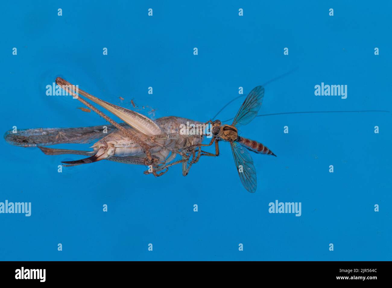 Asilinae, Robber Fly with its Prey a Large Grasshopper Stock Photo - Alamy