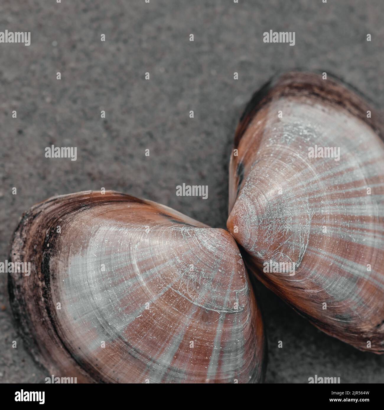close-up of shell in the sand on the beach Stock Photo - Alamy