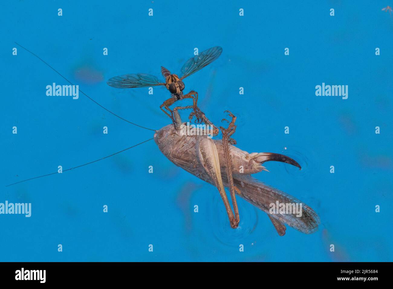 Robber Fly with its Prey a Large Grasshopper Stock Photo - Alamy