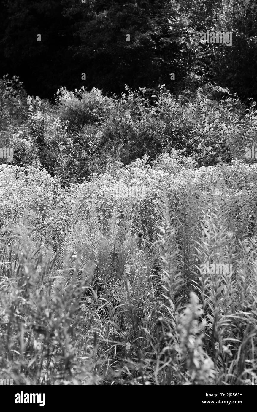 Wildflower field full of summer plants and flowers growing in the sunny ...