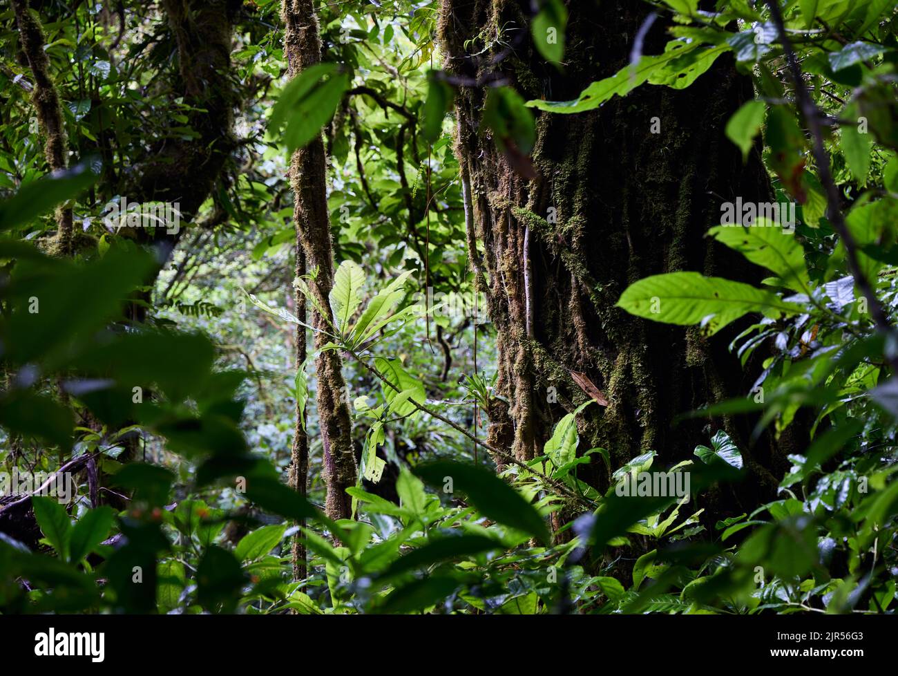 The view of a botanical forest with trees, green leaves, and branches ...