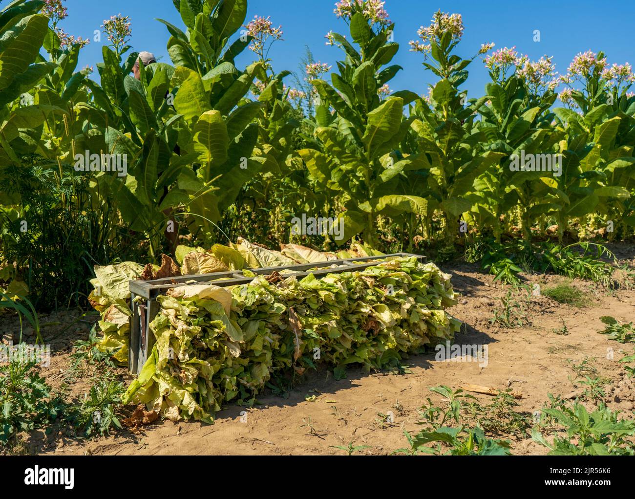 Tobacco field plantation. Gathered heaps of tobacco lie between the ...