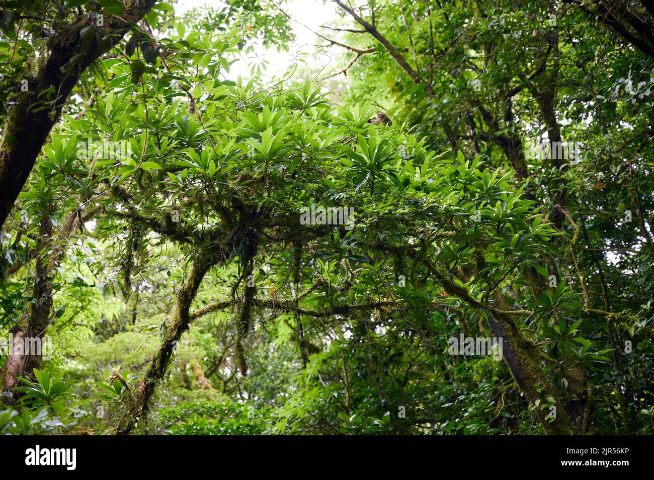 The view of a botanical forest with trees, green leaves, and branches ...
