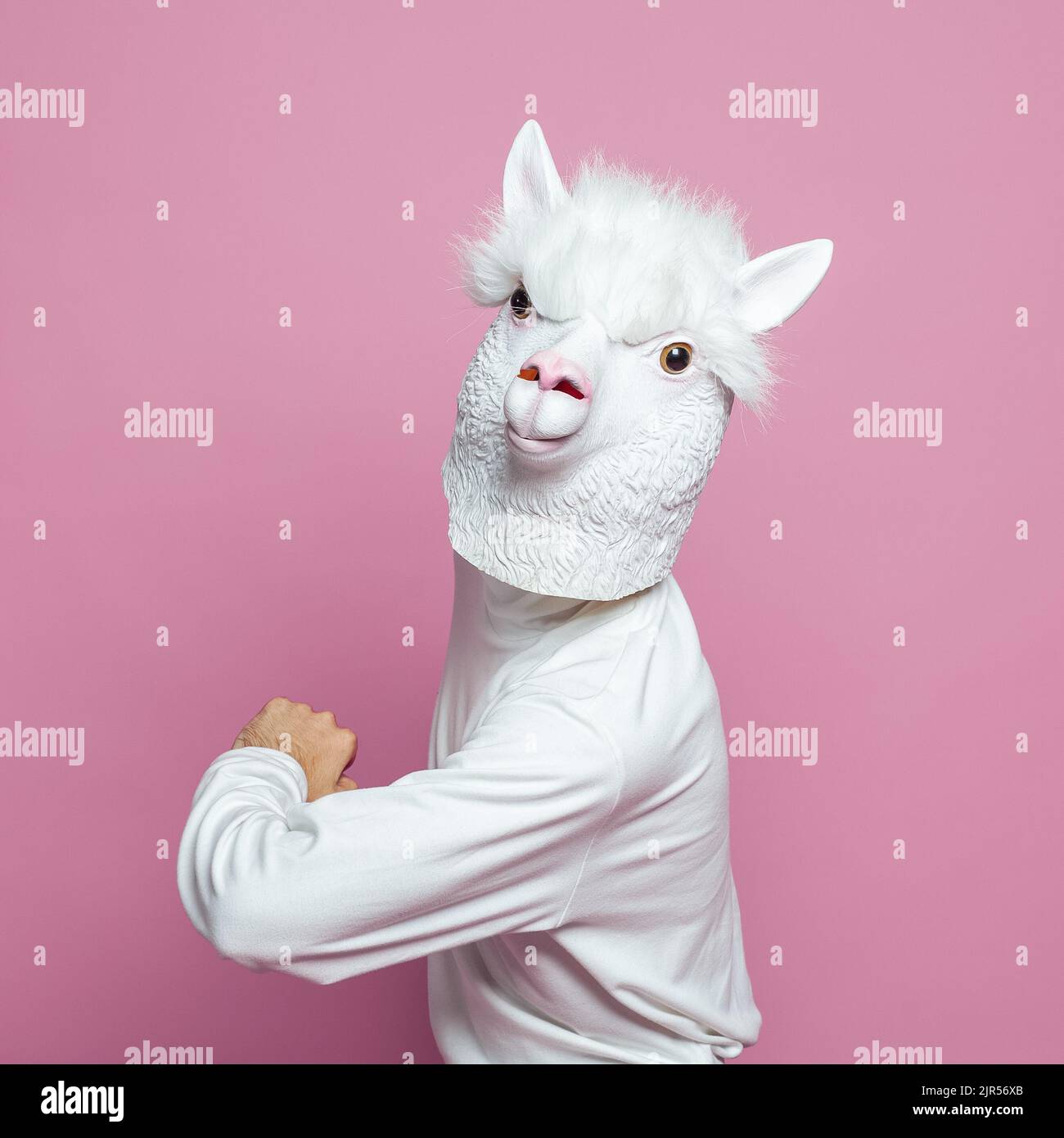 Man with white lama head on bright pink studio wall background Stock ...