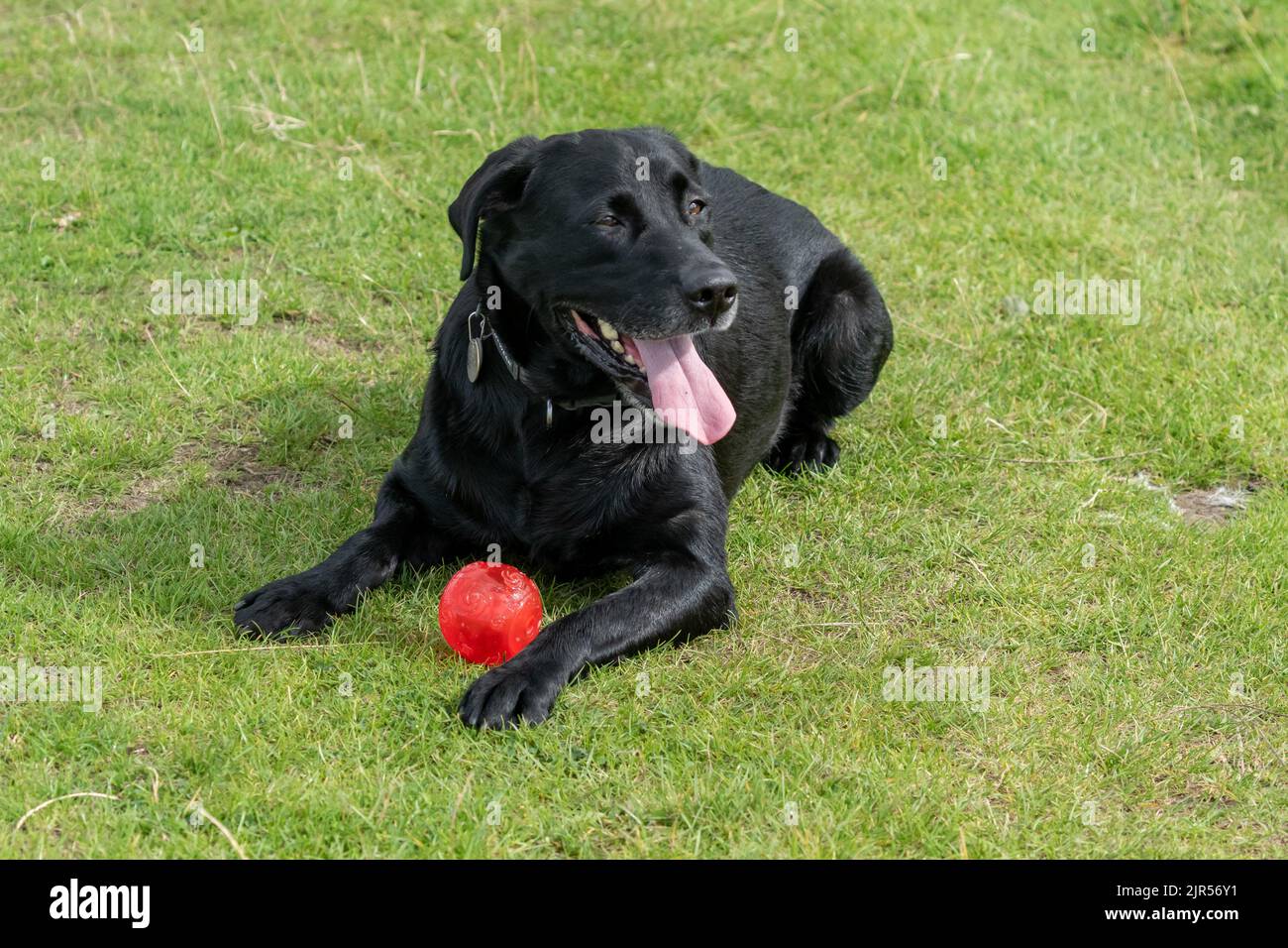 A black labrador retriever lying on the grass with a red plastic ball ...