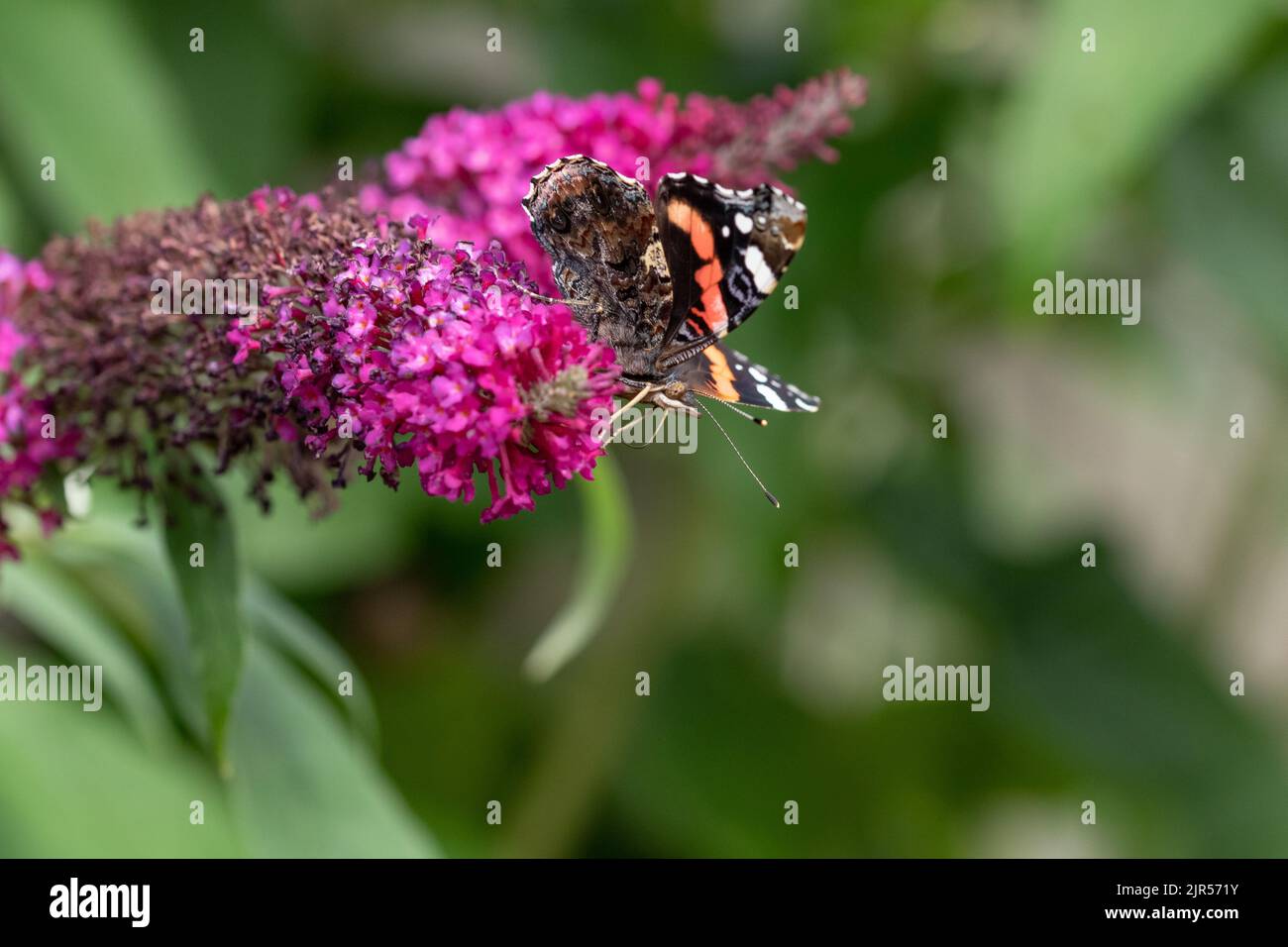 A single Red Admiral Butterfly UK feeding on a Buddleia flower Stock ...