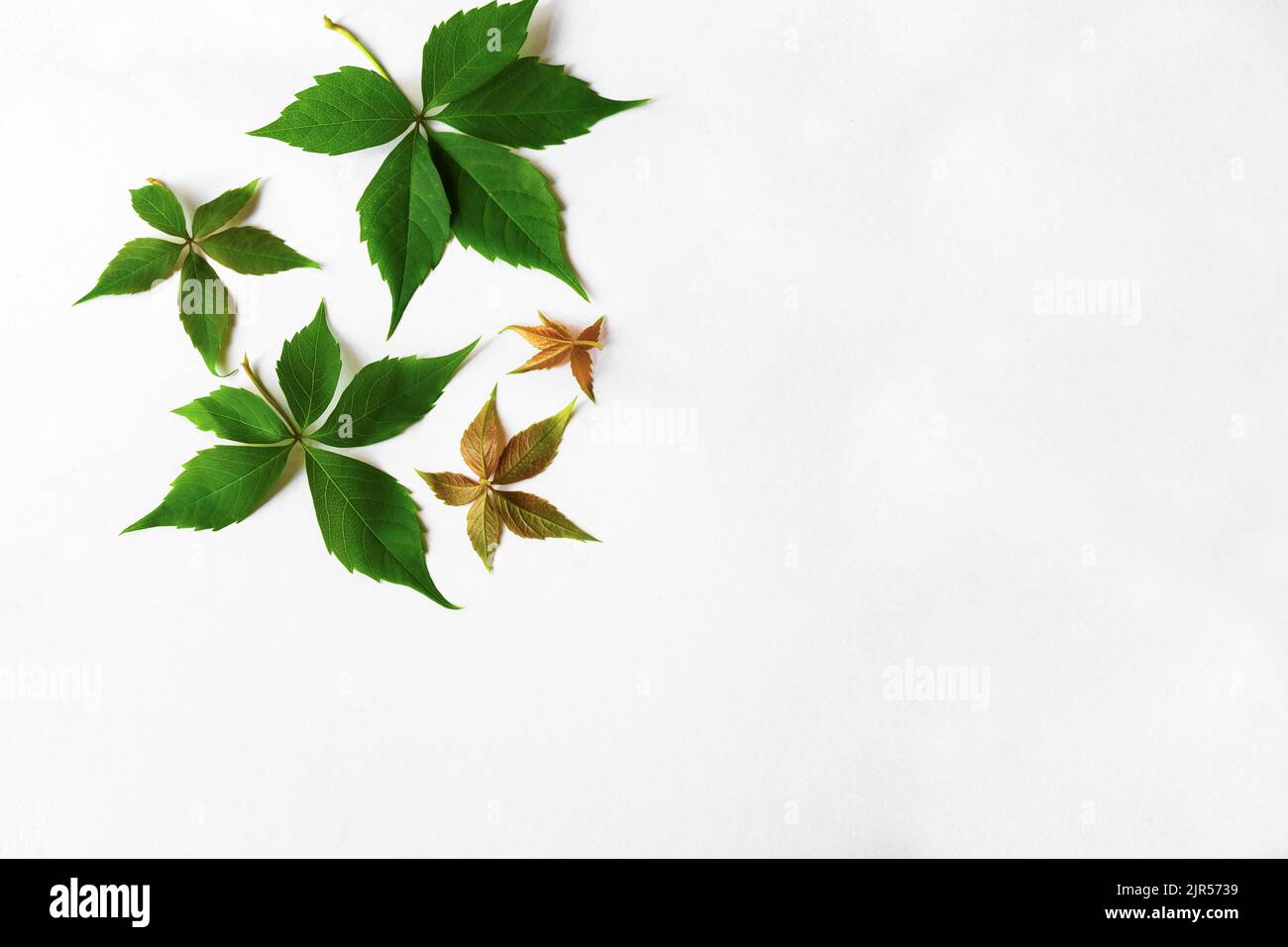 5 leaf of parthenocissus quinquefolia (Virginia creeper) on upper left ...