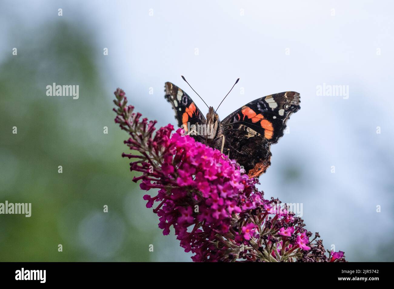 A single Red Admiral Butterfly UK feeding on a Buddleia flower Stock ...
