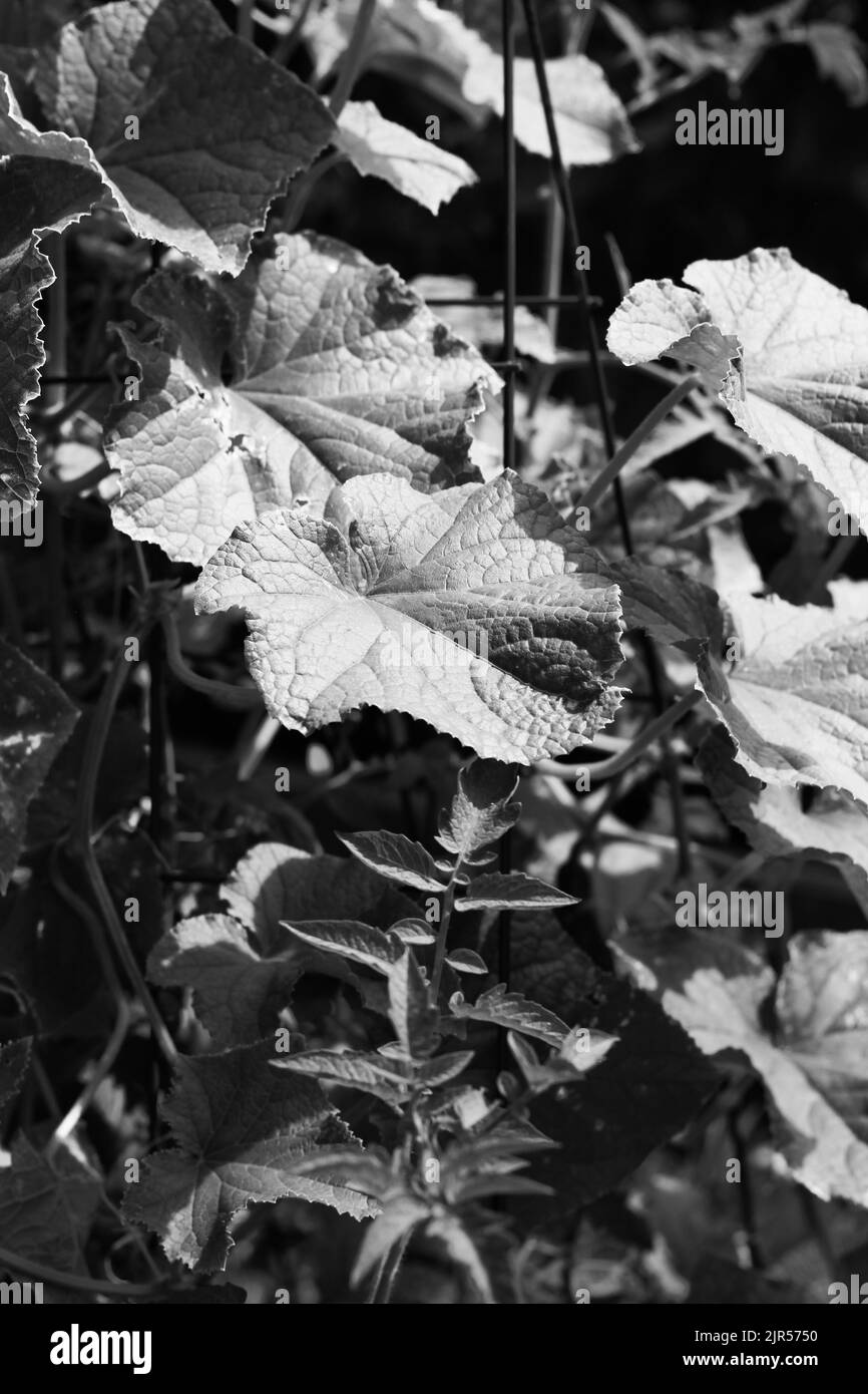 Leafy vines climbing all over the kitchen garden on a beautiful sunny ...